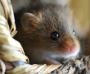 Eurasische Zwergmaus - Micromys Minutus